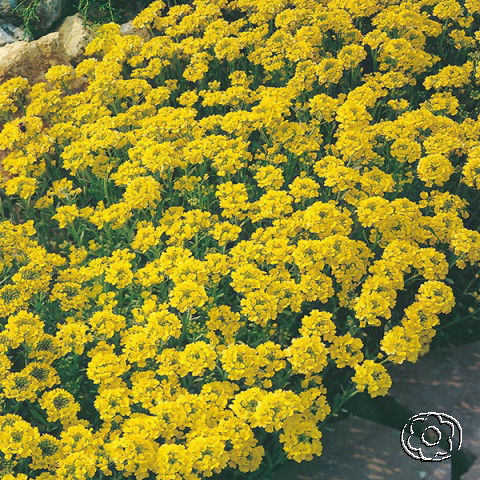 Florama - kwitnące ogrody