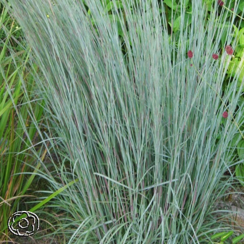 Florama - kwitnące ogrody